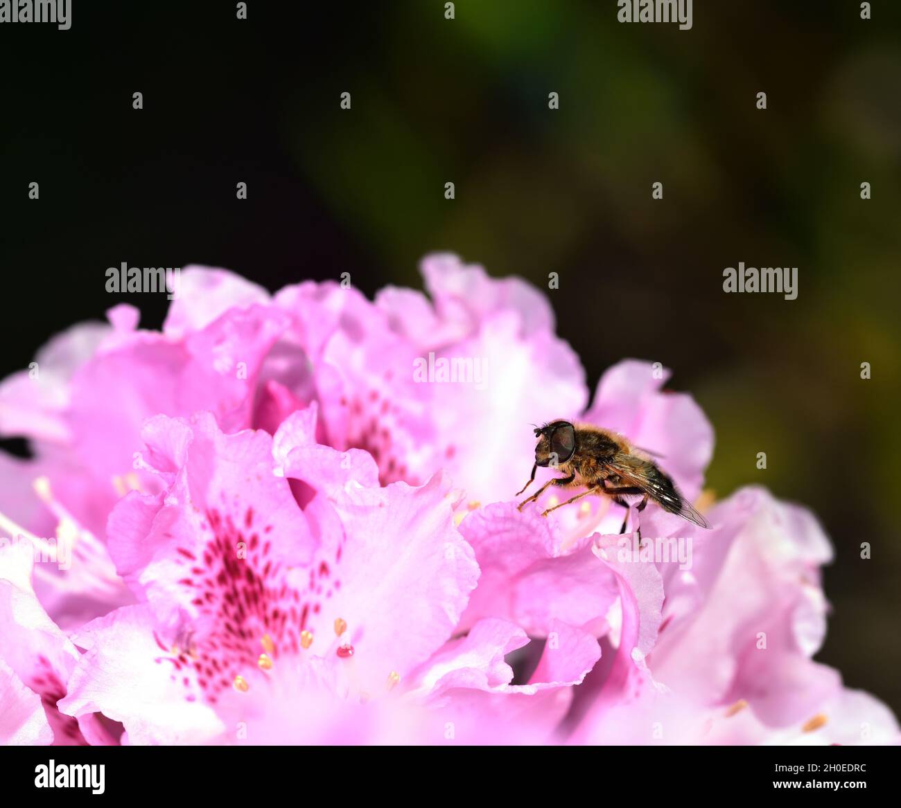 Drone Fly bathing in the sunshine on a pink azalea Stock Photo - Alamy