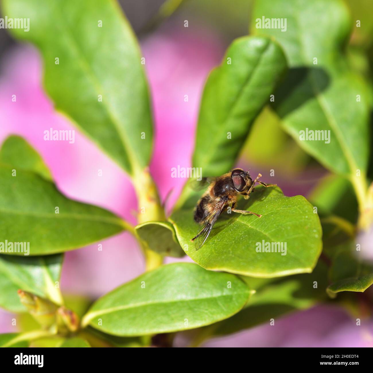Drone Fly bathing in the sunshine Stock Photo - Alamy