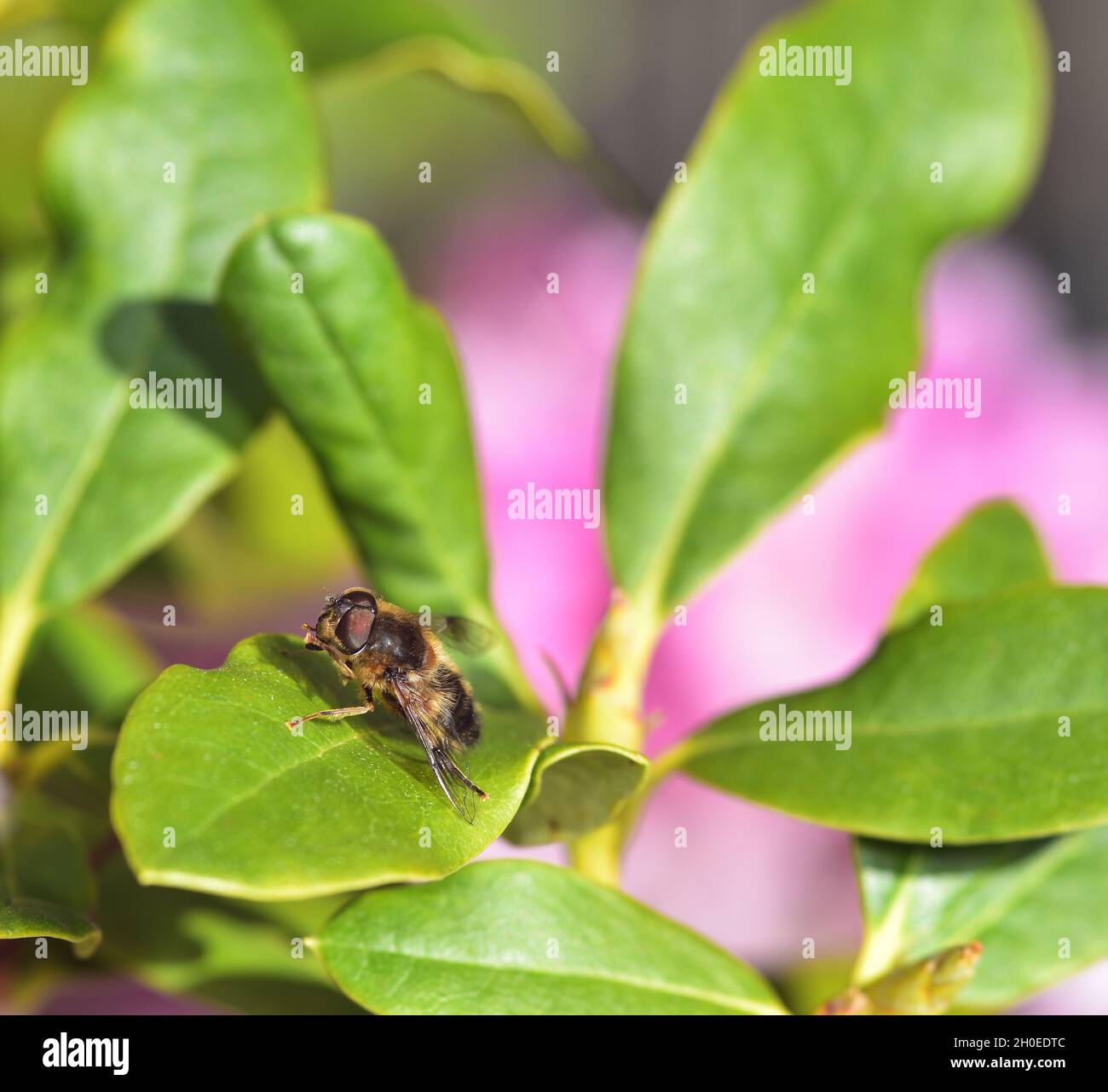 Drone Fly bathing in the sunshine Stock Photo - Alamy