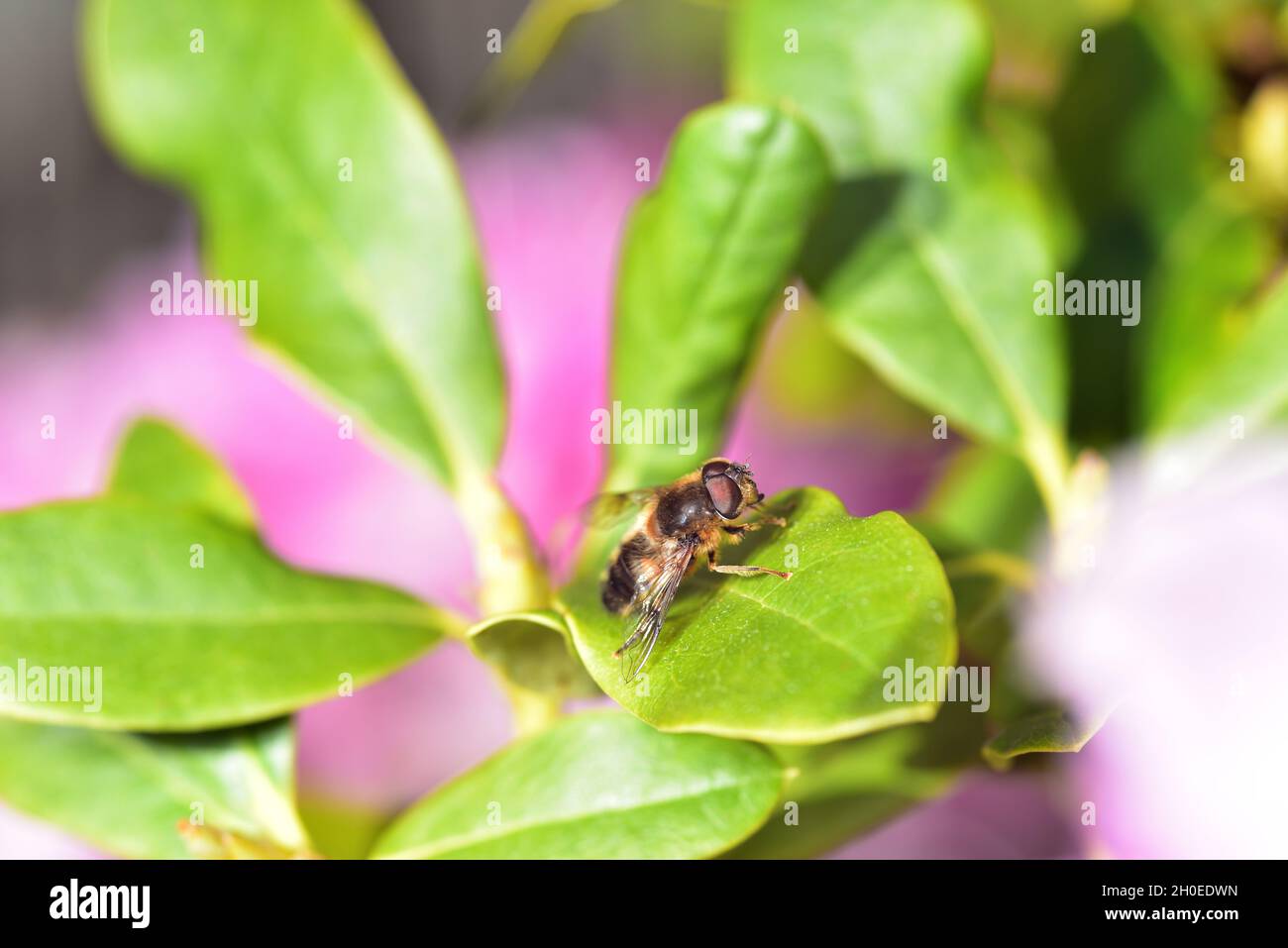 Drone Fly bathing in the sunshine Stock Photo - Alamy