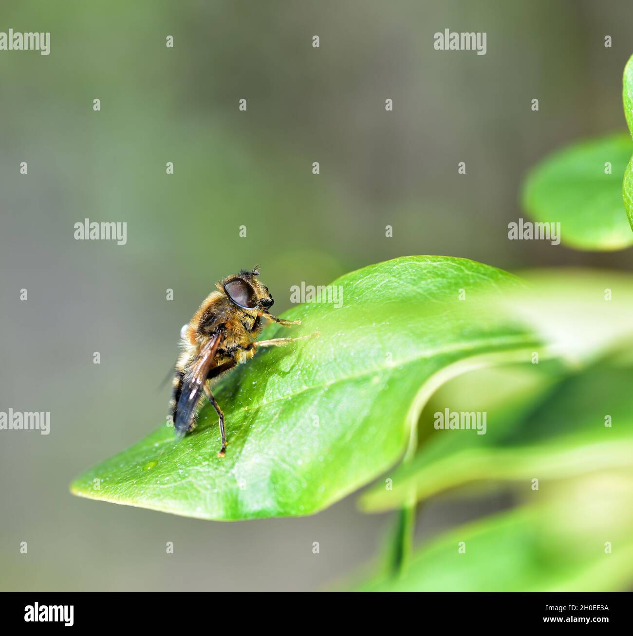 Drone Fly bathing in the sunshine Stock Photo - Alamy