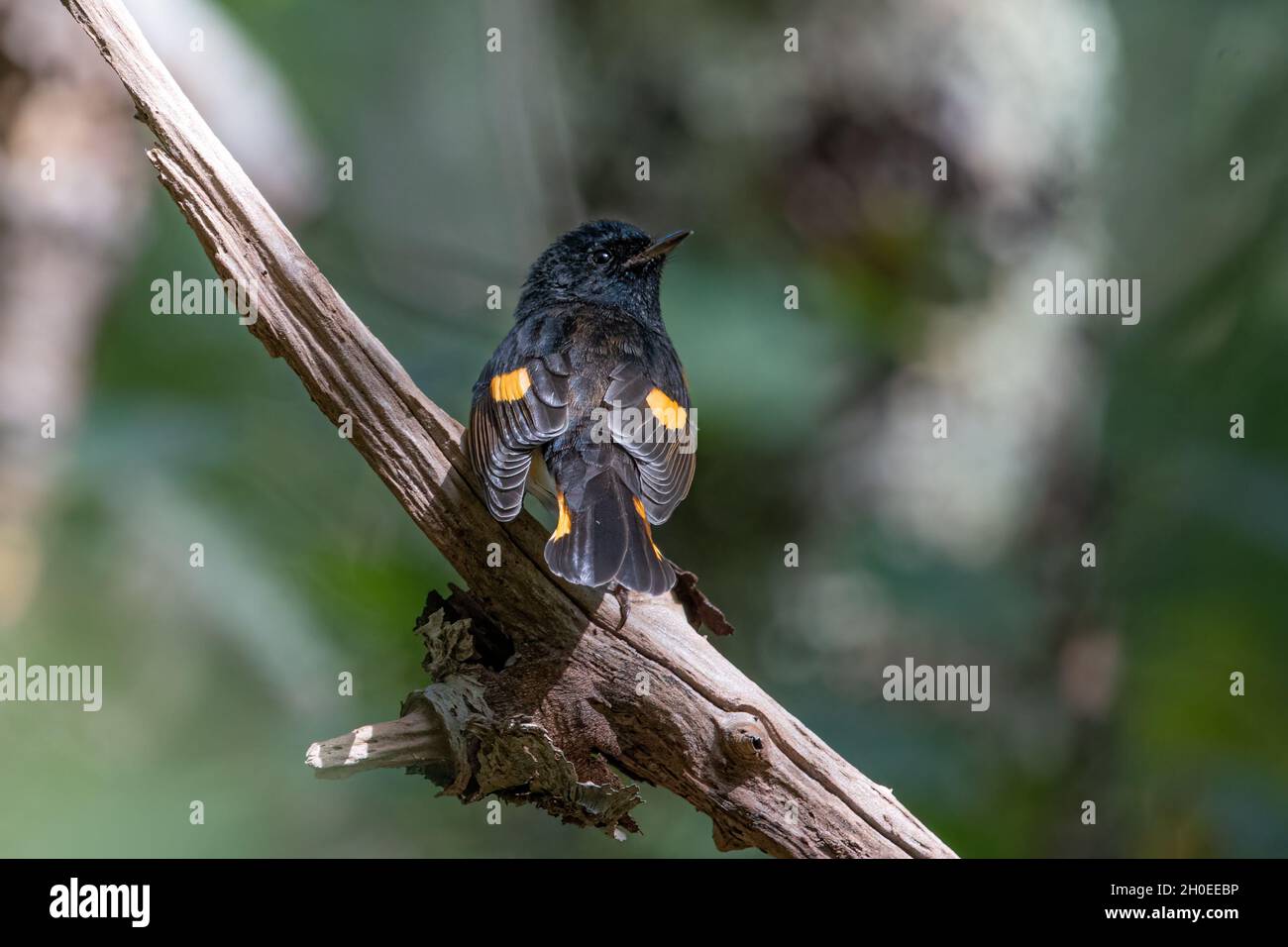 American redstart hi-res stock photography and images - Alamy