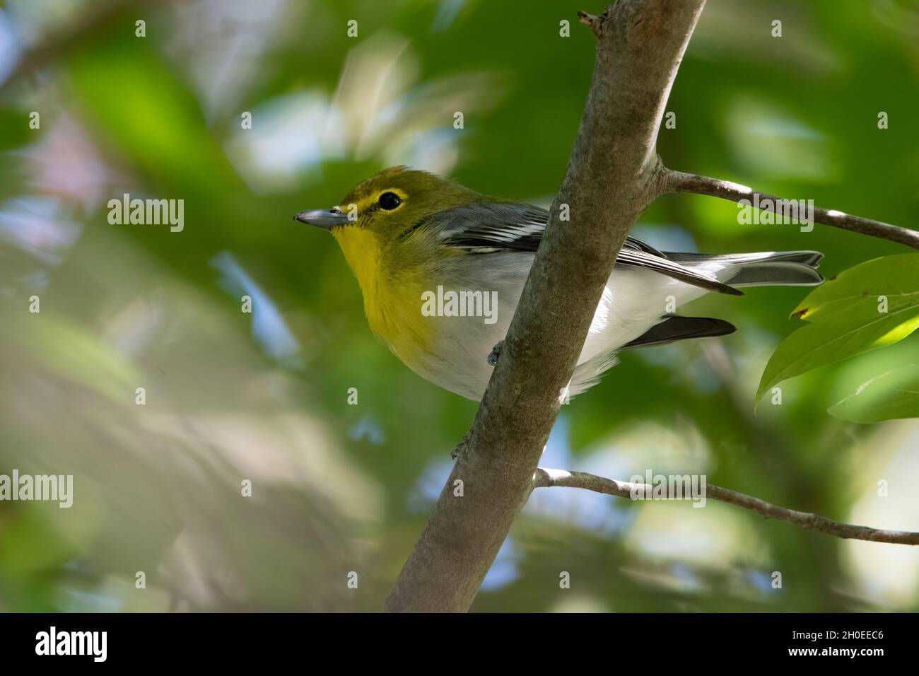 Red Eyed Vireo Stock Photo - Alamy
