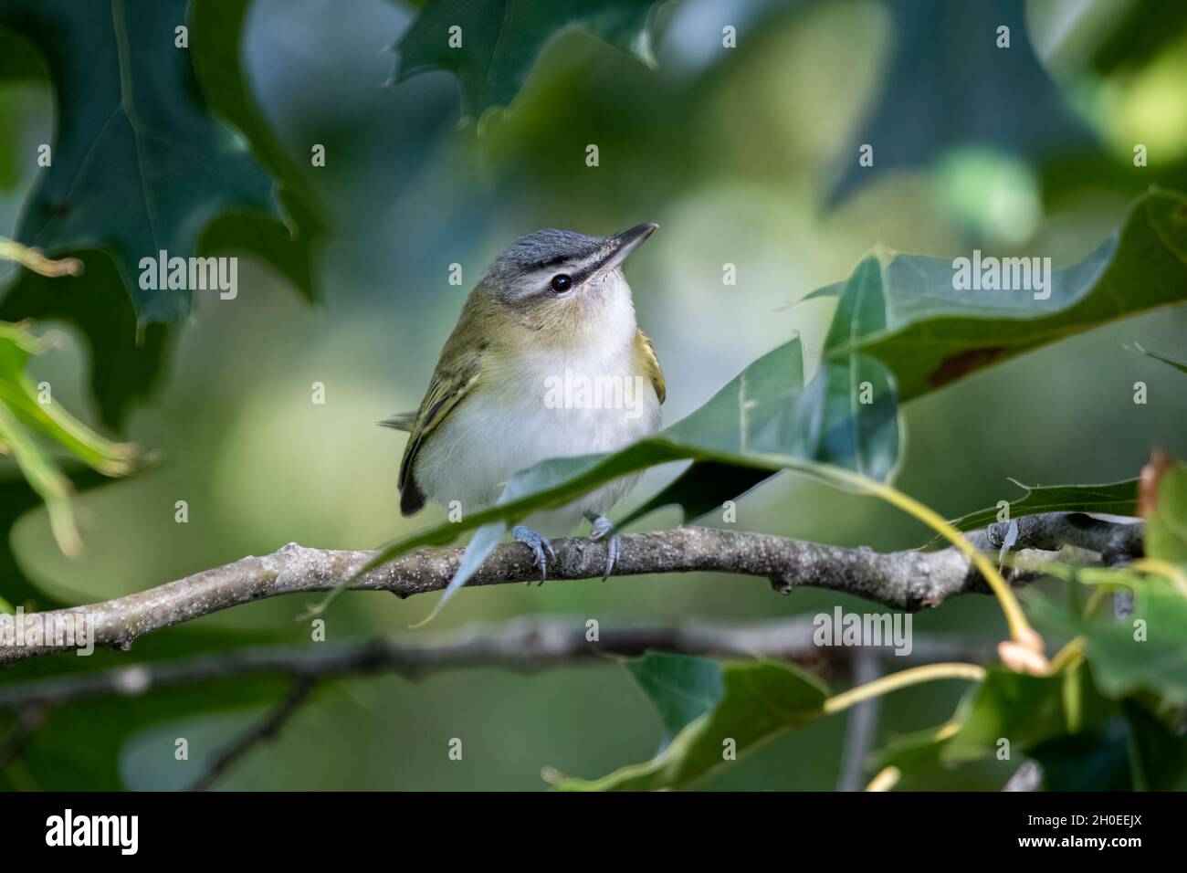Red Eyed Vireo Stock Photo - Alamy