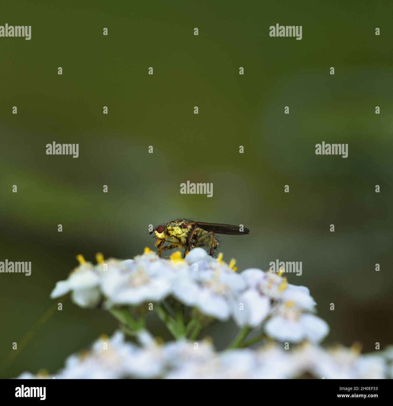 Drone Fly bathing in the sunshine Stock Photo - Alamy