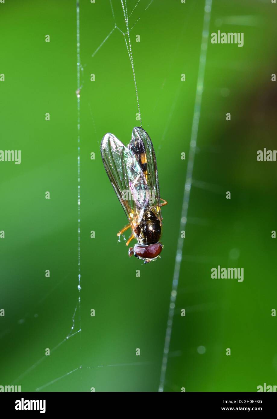Honey bee in spiders web hi-res stock photography and images - Alamy