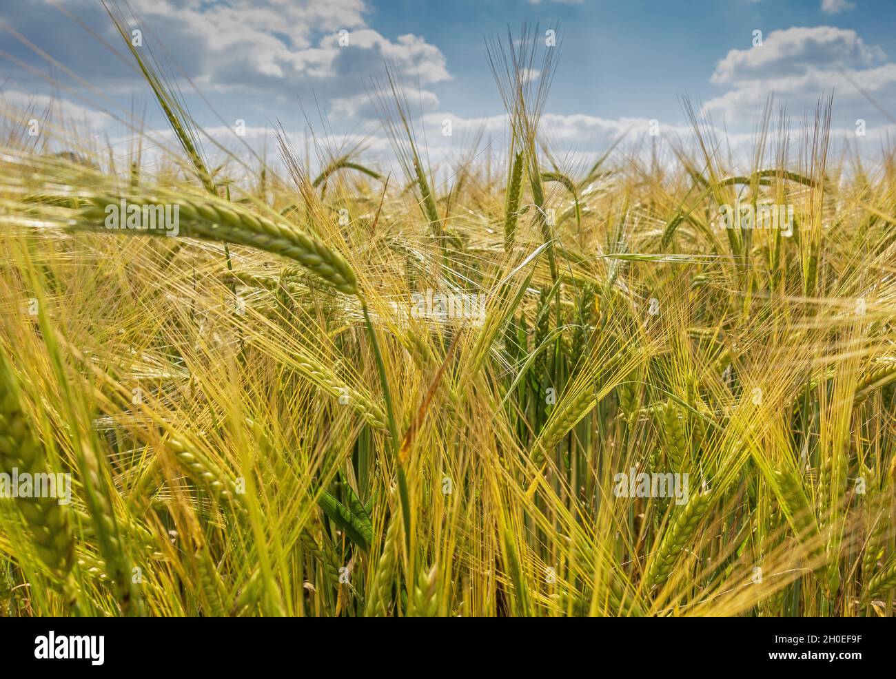 Wheat field in the Hampshire countryside in England, UK Stock Photo - Alamy