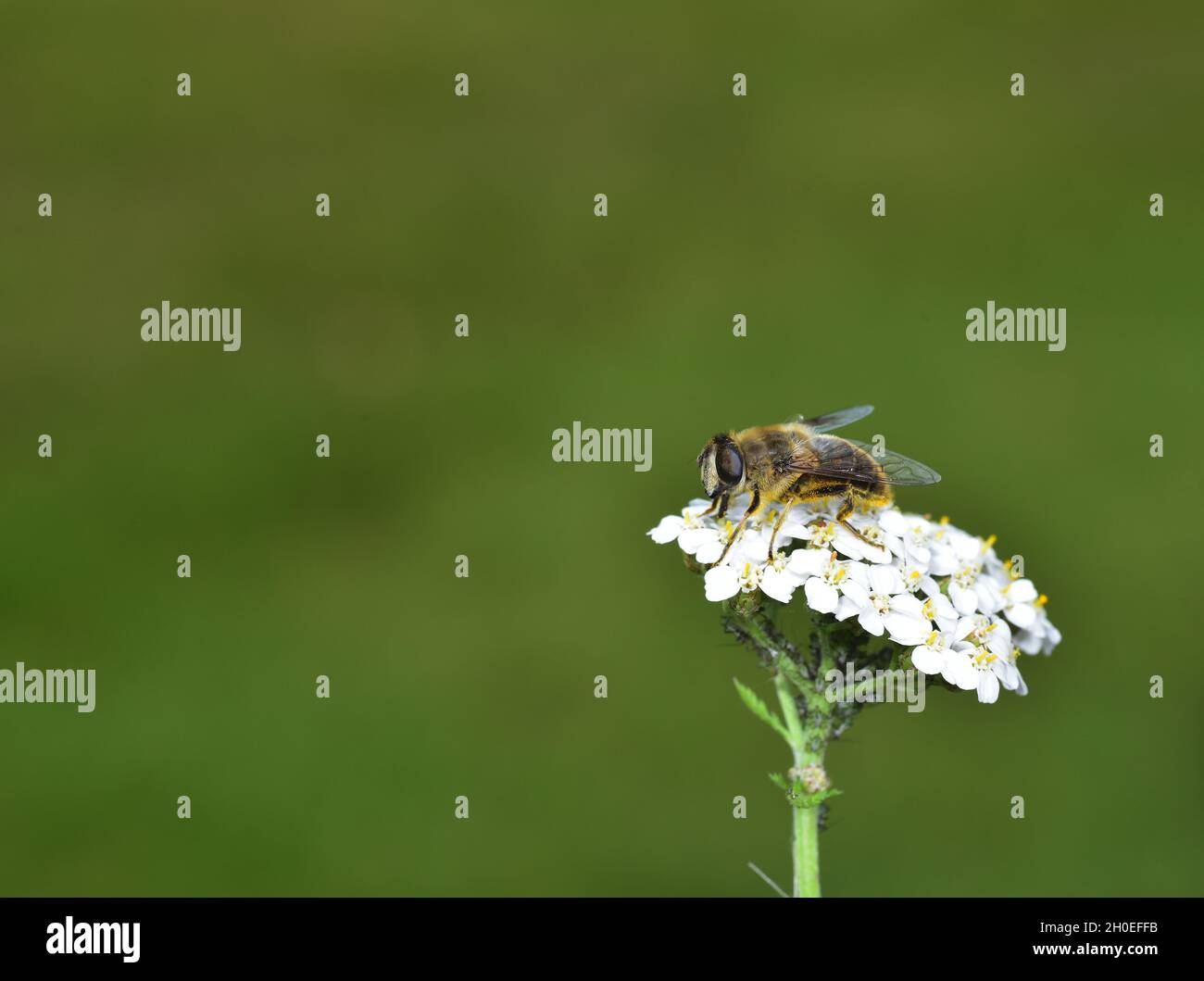 Drone Fly bathing in the sunshine Stock Photo - Alamy