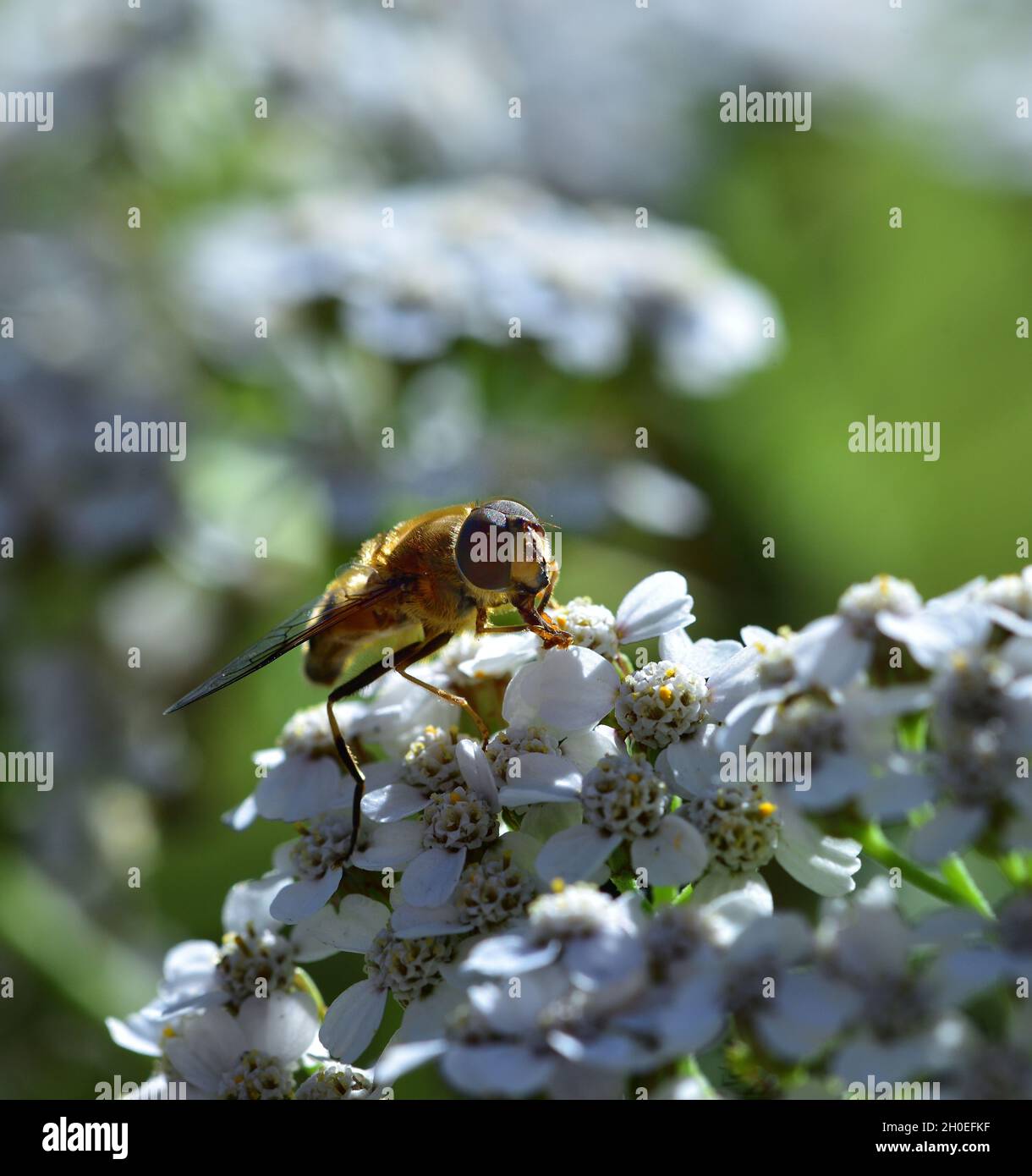 Drone Fly bathing in the sunshine Stock Photo - Alamy