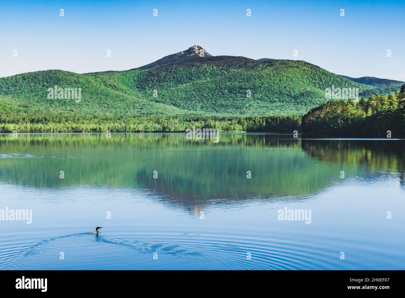 Loon on Chocorua Lake with Mt. Chocorua in background Stock Photo - Alamy