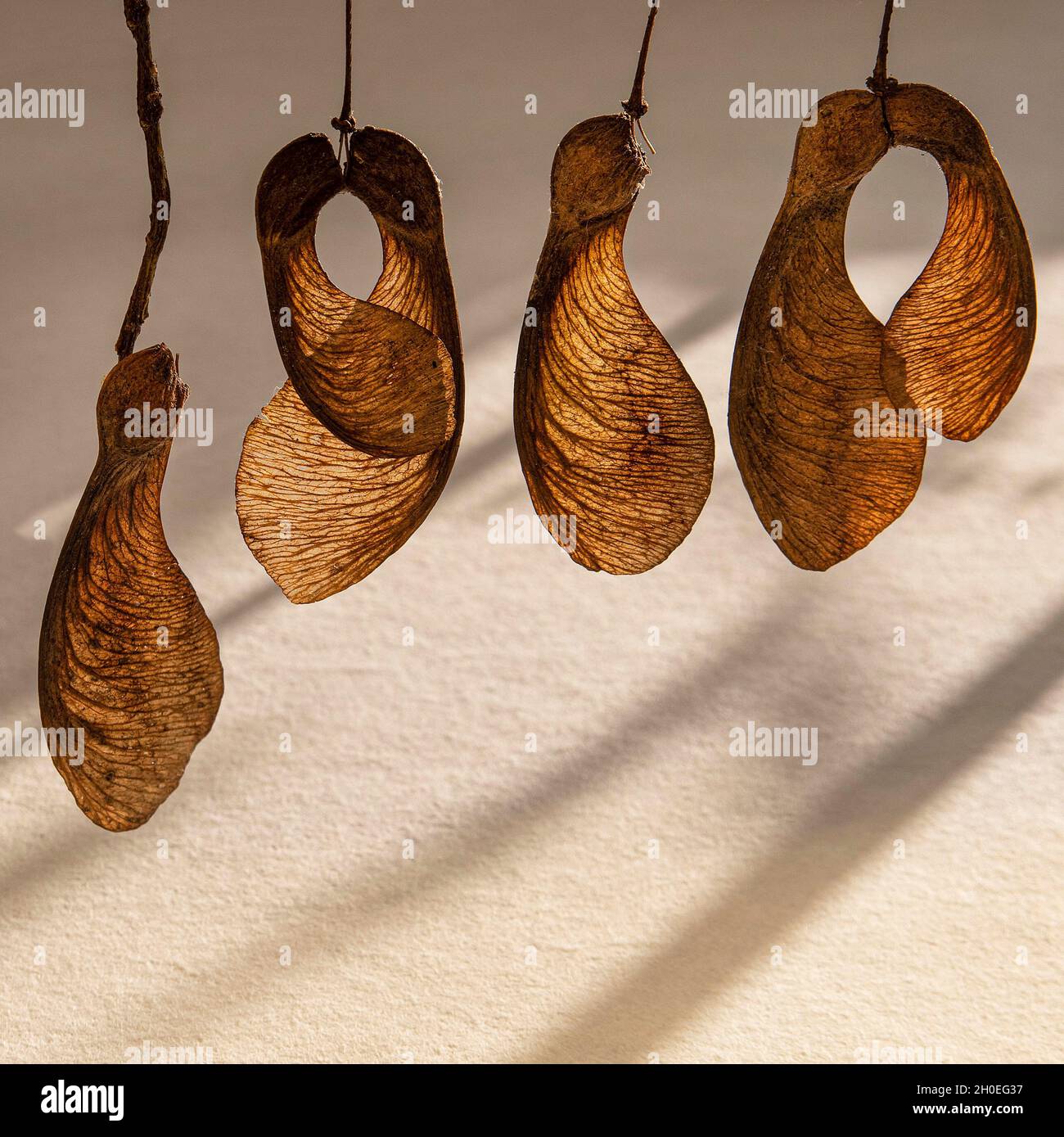 maple seed garland in autumn for decoration Stock Photo - Alamy