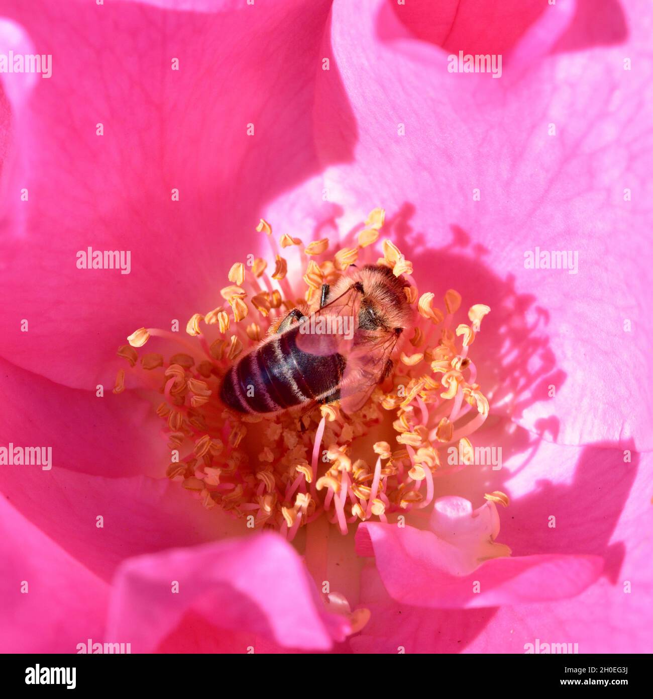 Drone Fly bathing in the sunshine Stock Photo - Alamy