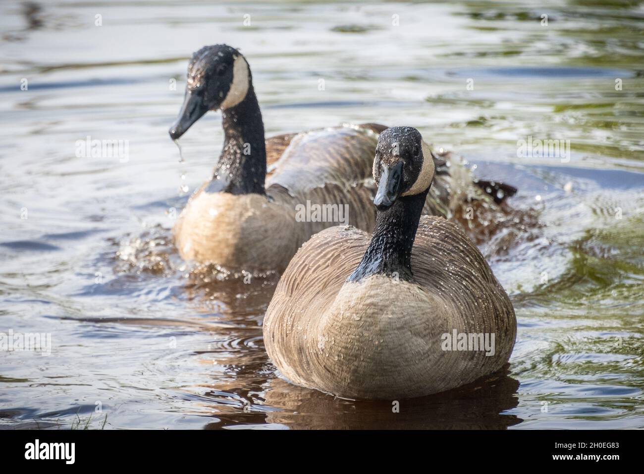 Two Canada geese on river Stock Photo - Alamy