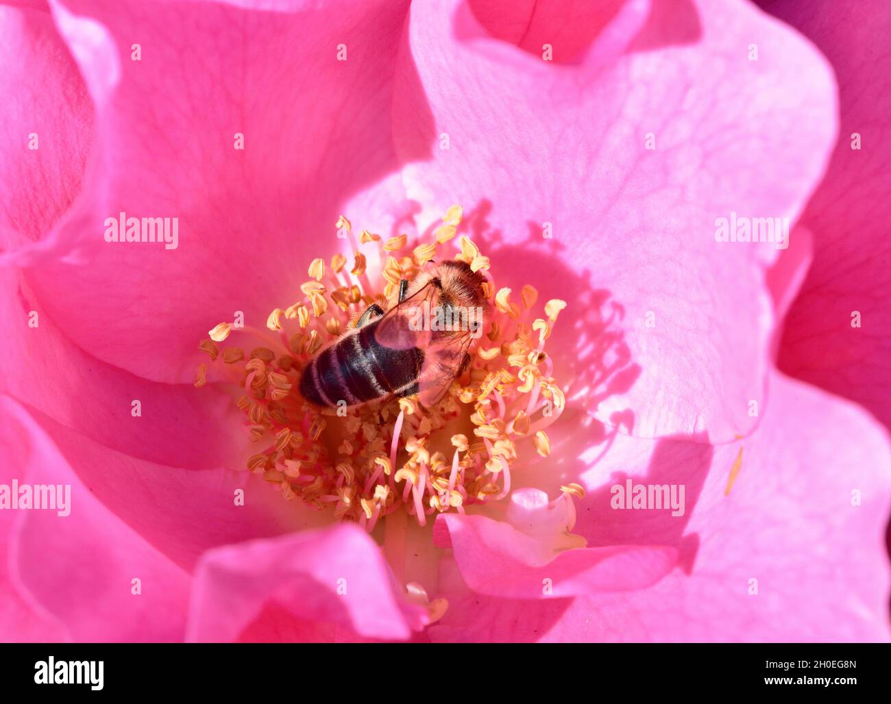 Drone Fly bathing in the sunshine Stock Photo - Alamy