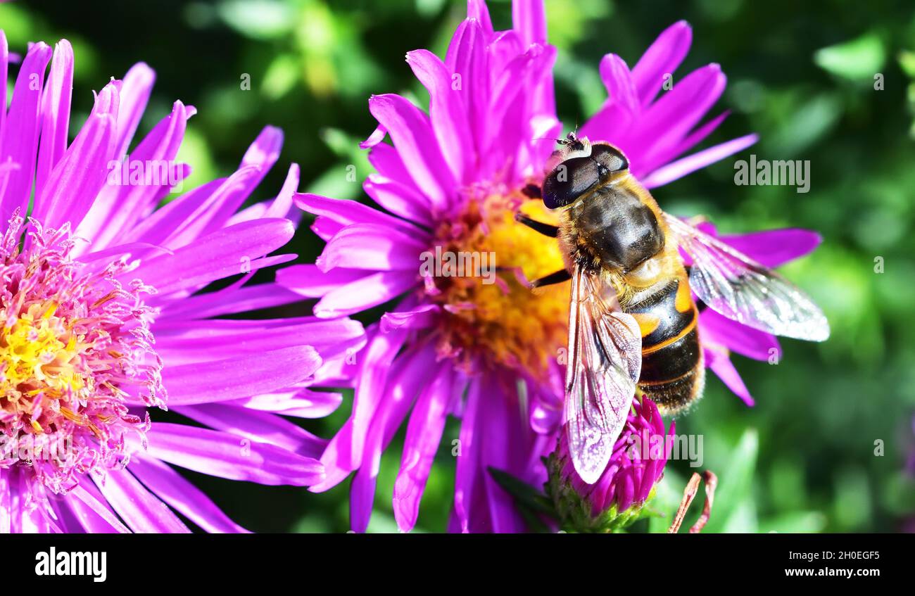 Drone Fly bathing in the sunshine on a purple Aster flower Stock Photo ...