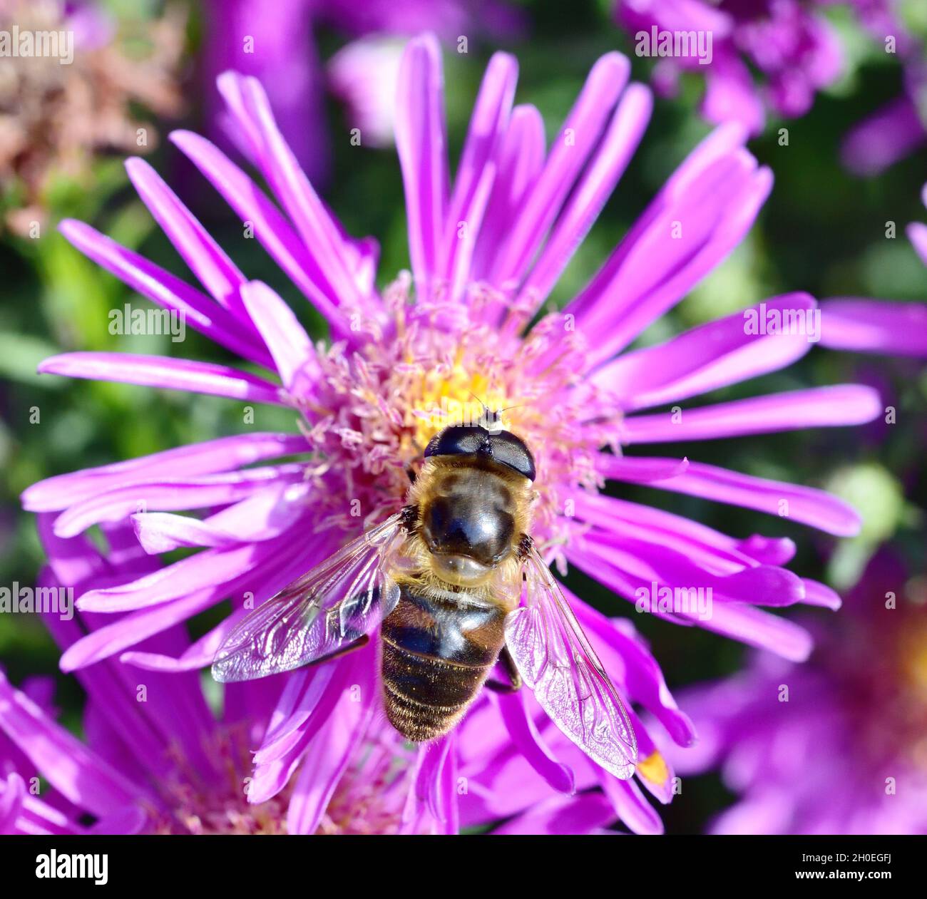 Drone Fly bathing in the sunshine on a purple Aster flower Stock Photo ...