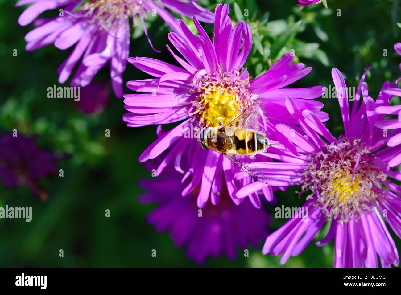 Drone Fly bathing in the sunshine on a purple Aster flower Stock Photo ...