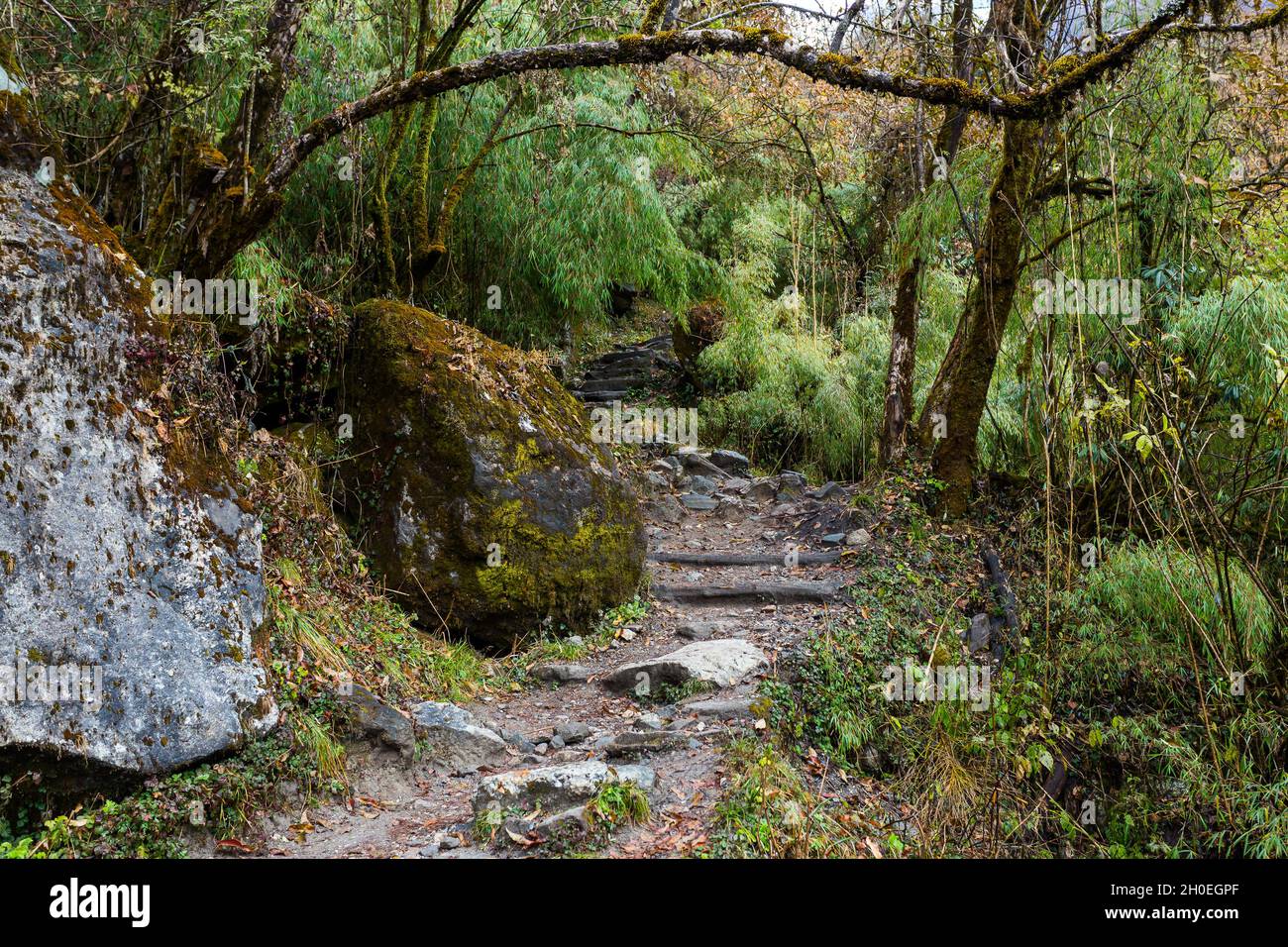 Stone footpath in green tropical jungle. Rainforest in Nepal, Himalaya ...