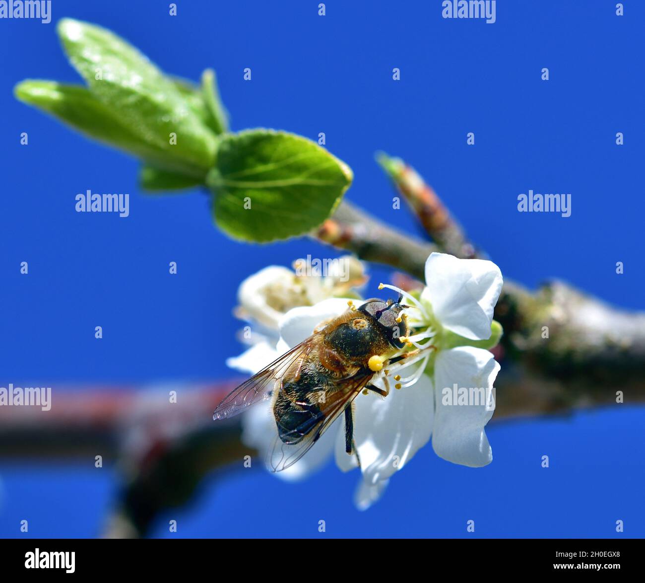 Drone Fly bathing in the sunshine on a white flower Stock Photo - Alamy