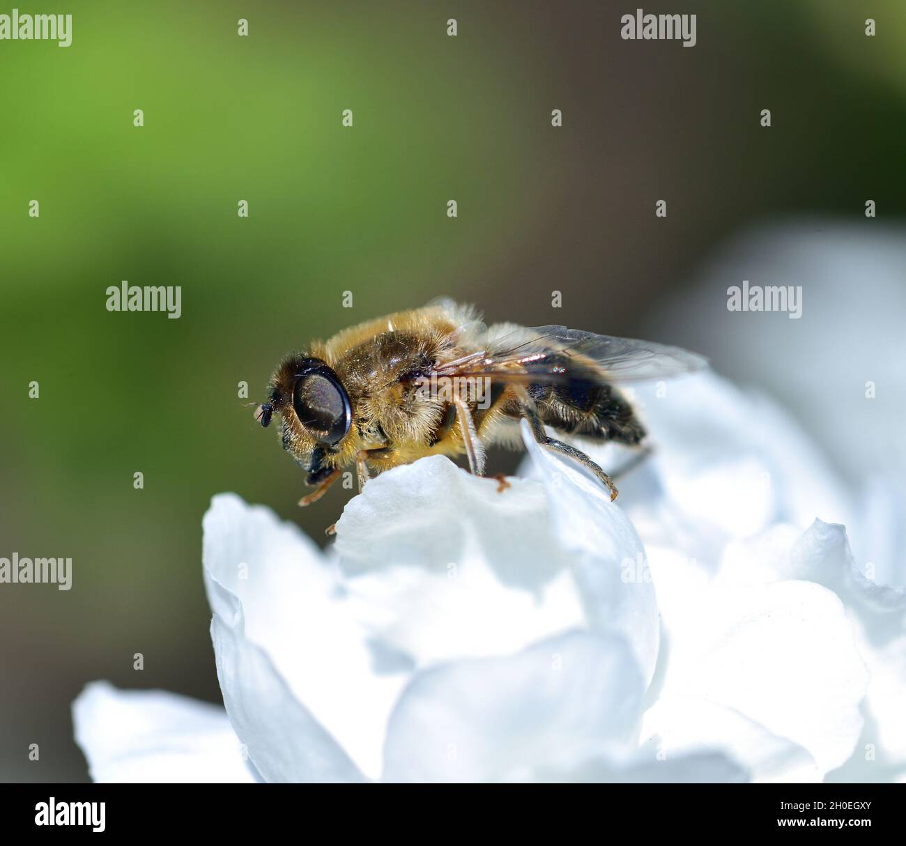 Drone Fly bathing in the sunshine Stock Photo - Alamy