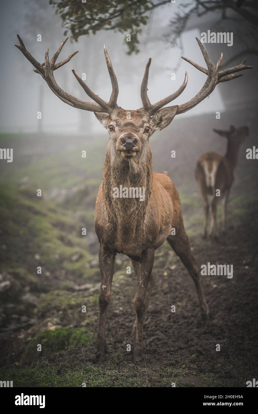 Proud of foliage hi-res stock photography and images - Alamy