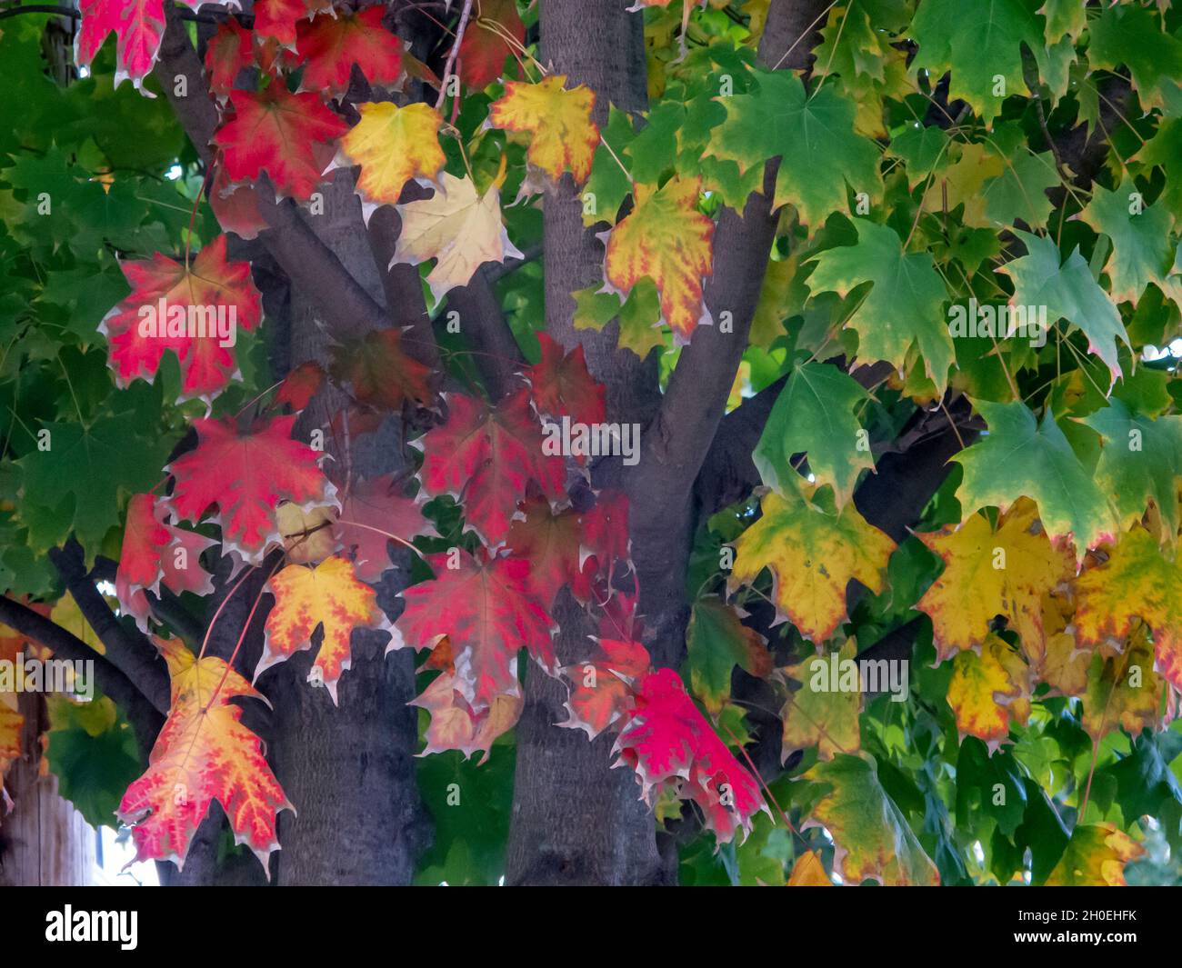 Fall leaves in Boston Common Stock Photo - Alamy
