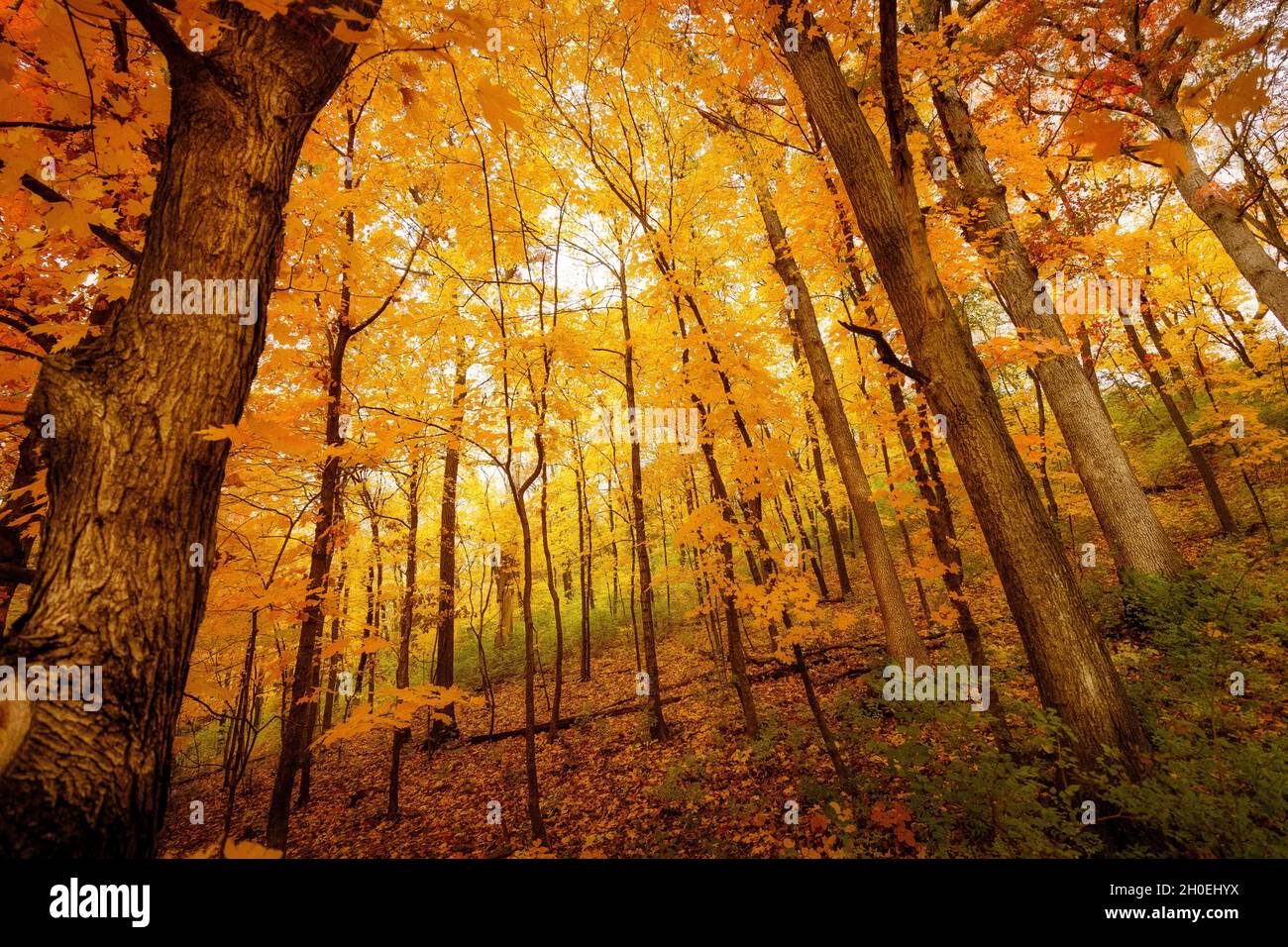 Forest with bright autumnal trees Stock Photo - Alamy