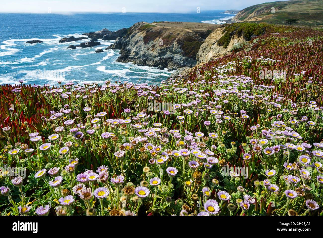 California wild flowers hi-res stock photography and images - Alamy