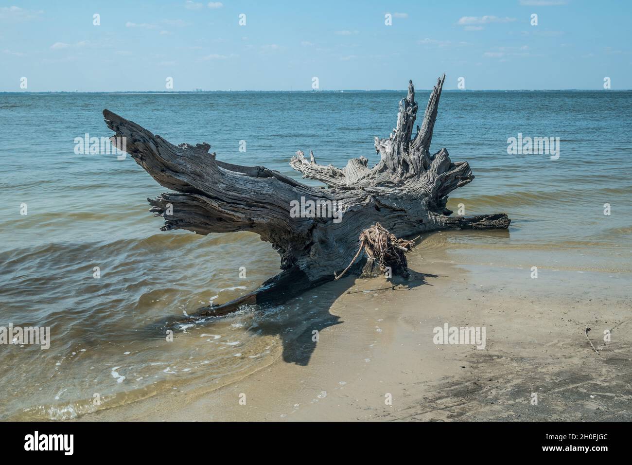 A large driftwood drifting out to sea with the waves splashing on the ...