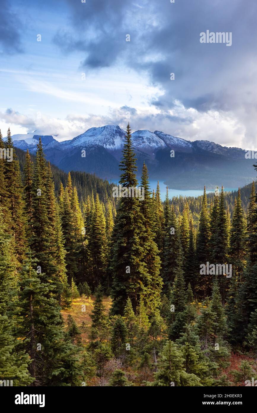 Green Trees in Canadian nature. Sunny Fall Season Stock Photo - Alamy