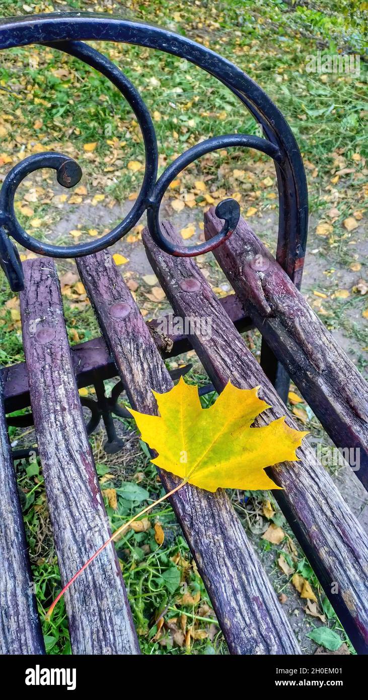 Garden bench under maple tree hi-res stock photography and images - Alamy
