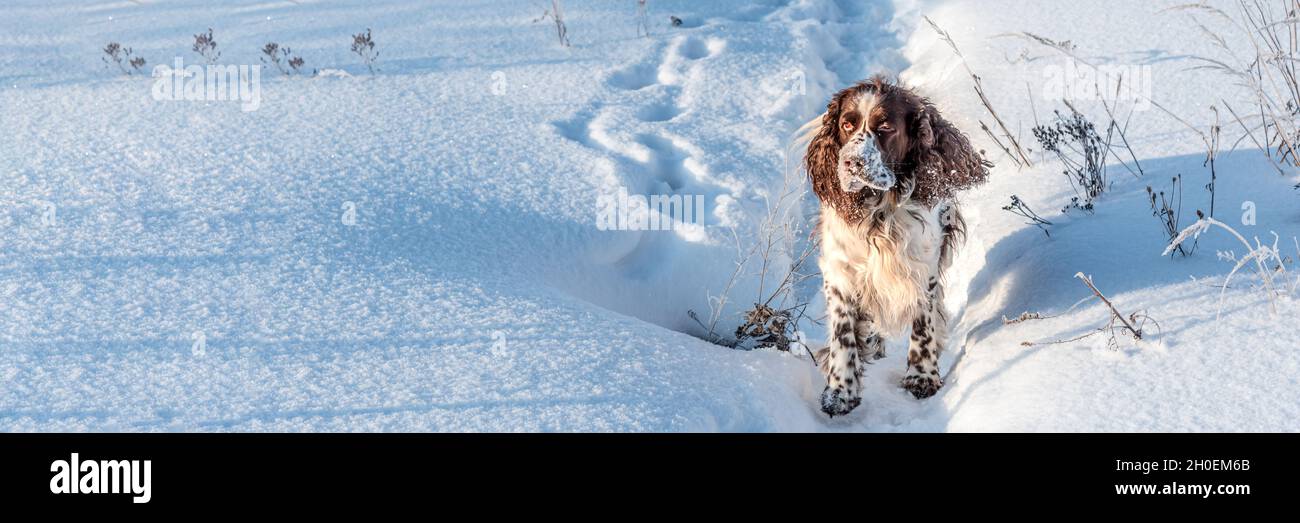 Fluffy English Springer Spaniel walk on white snow in winter Stock ...