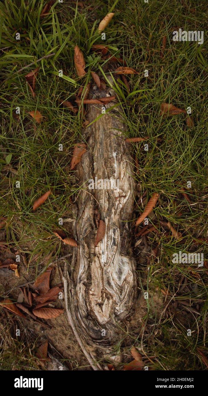 Interesting leaf pattern hi-res stock photography and images - Alamy