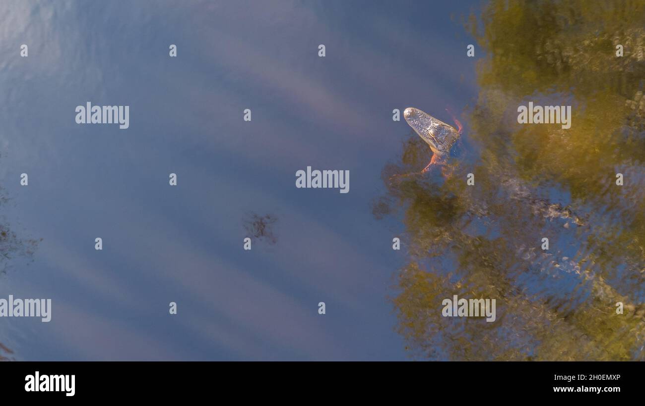 Aerial of an alligator hanging out at a lake Stock Photo - Alamy