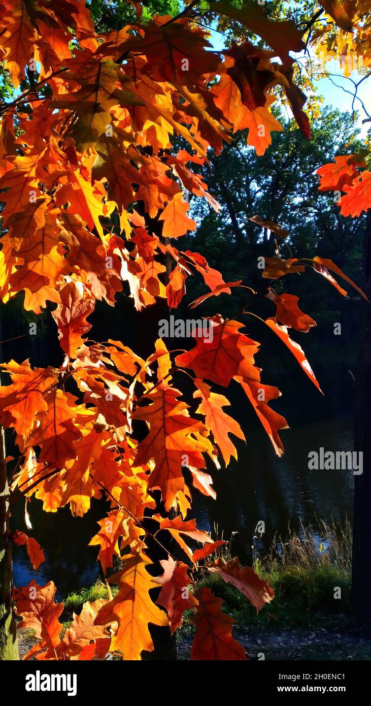 Colors of autumn - trees against the sky, orange, yellow, red, blue ...
