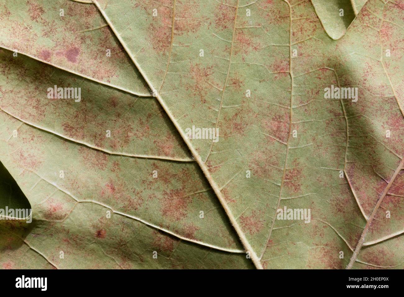 Texture background of plane tree leaf, macro Stock Photo - Alamy