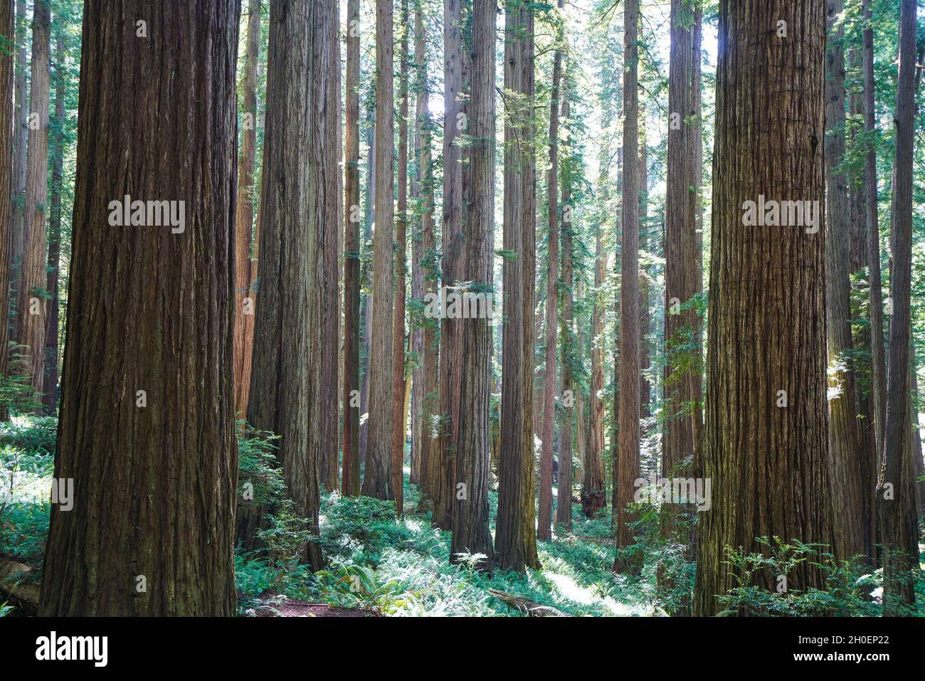 Redwoods tree forest, Northern California Stock Photo - Alamy