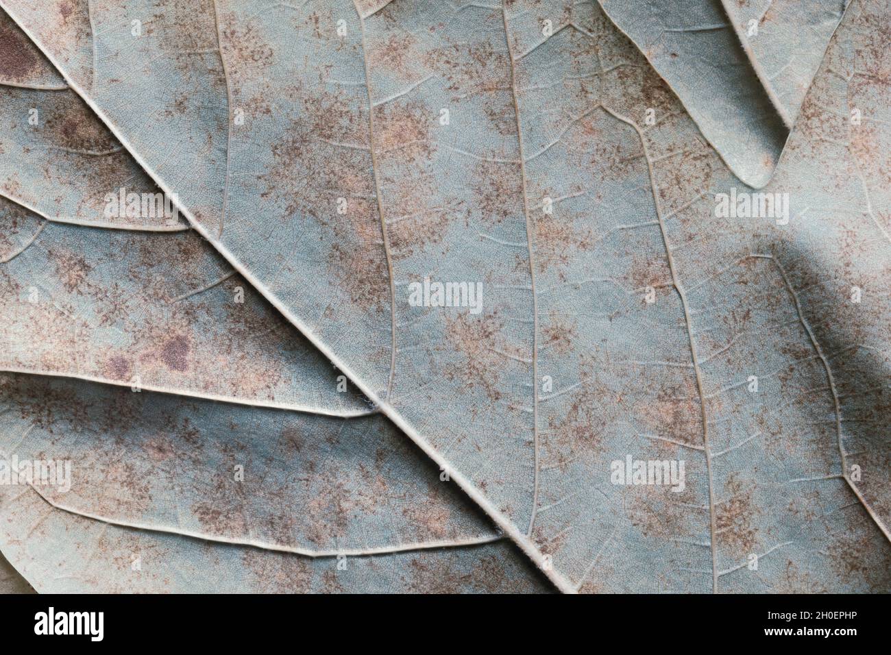 Texture background of blue tree leaf, macro Stock Photo - Alamy