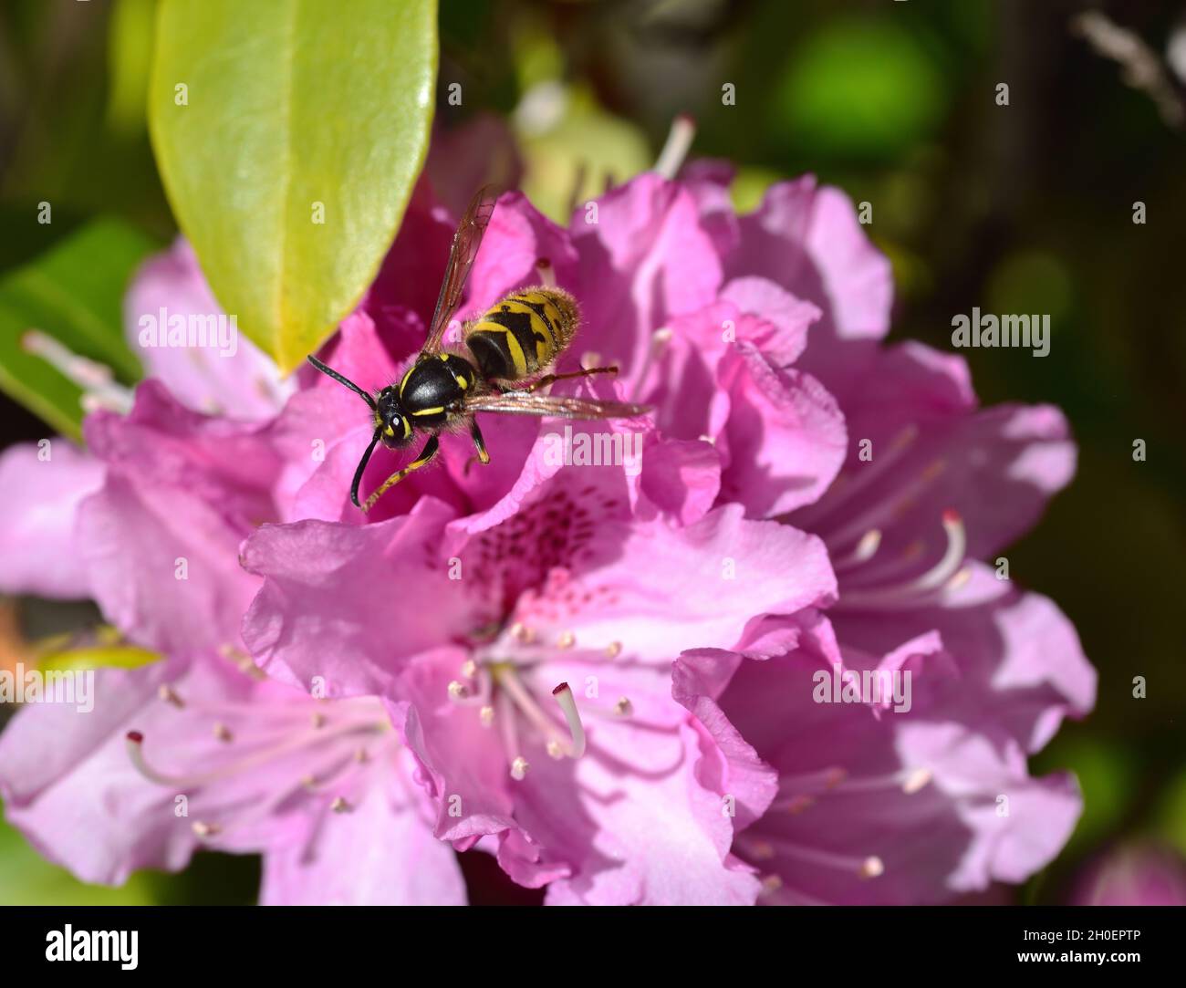 Wasp bathing in the sunshine on a pink azalea Stock Photo - Alamy
