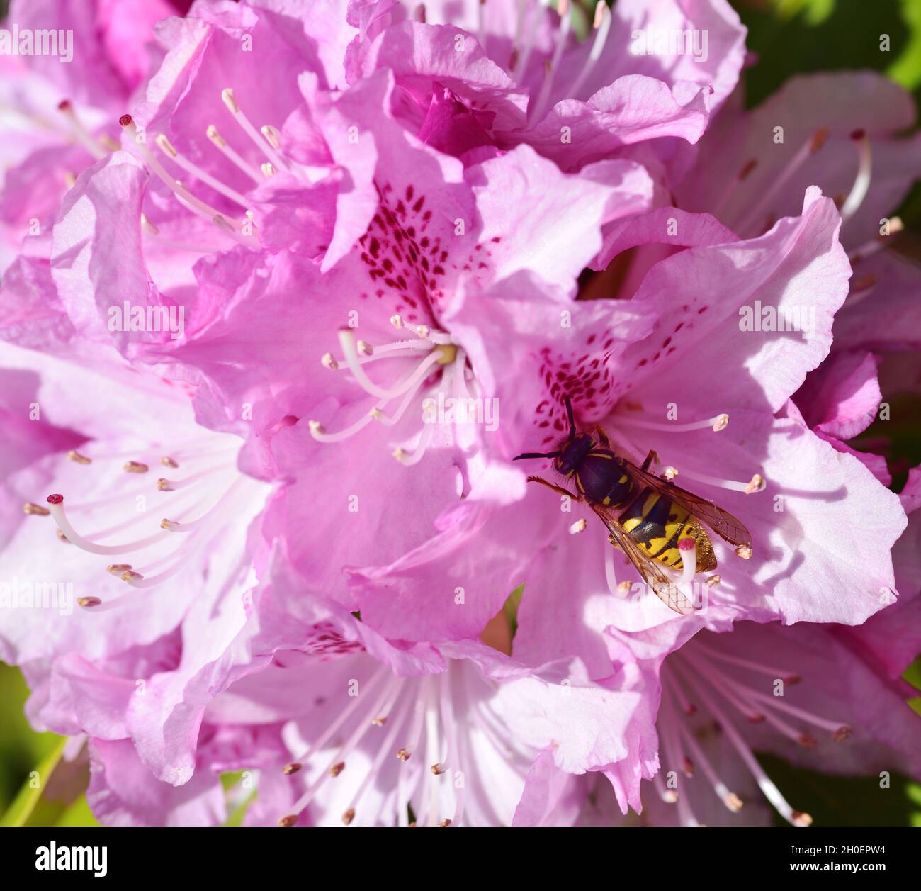 Wasp bathing in the sunshine on a pink azalea Stock Photo - Alamy