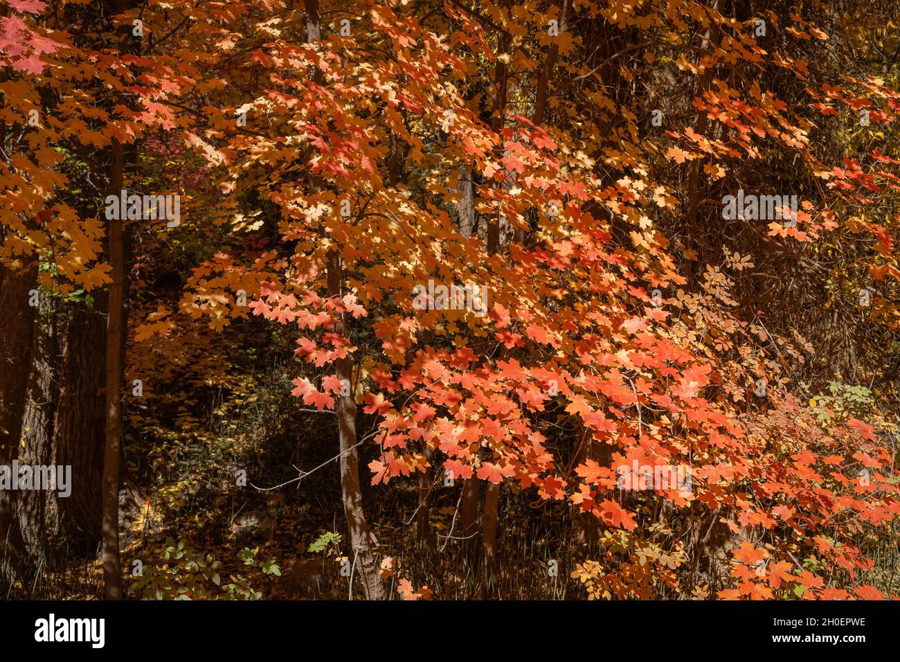 American Fork Canyon, Utah - October 2021 Stock Photo - Alamy