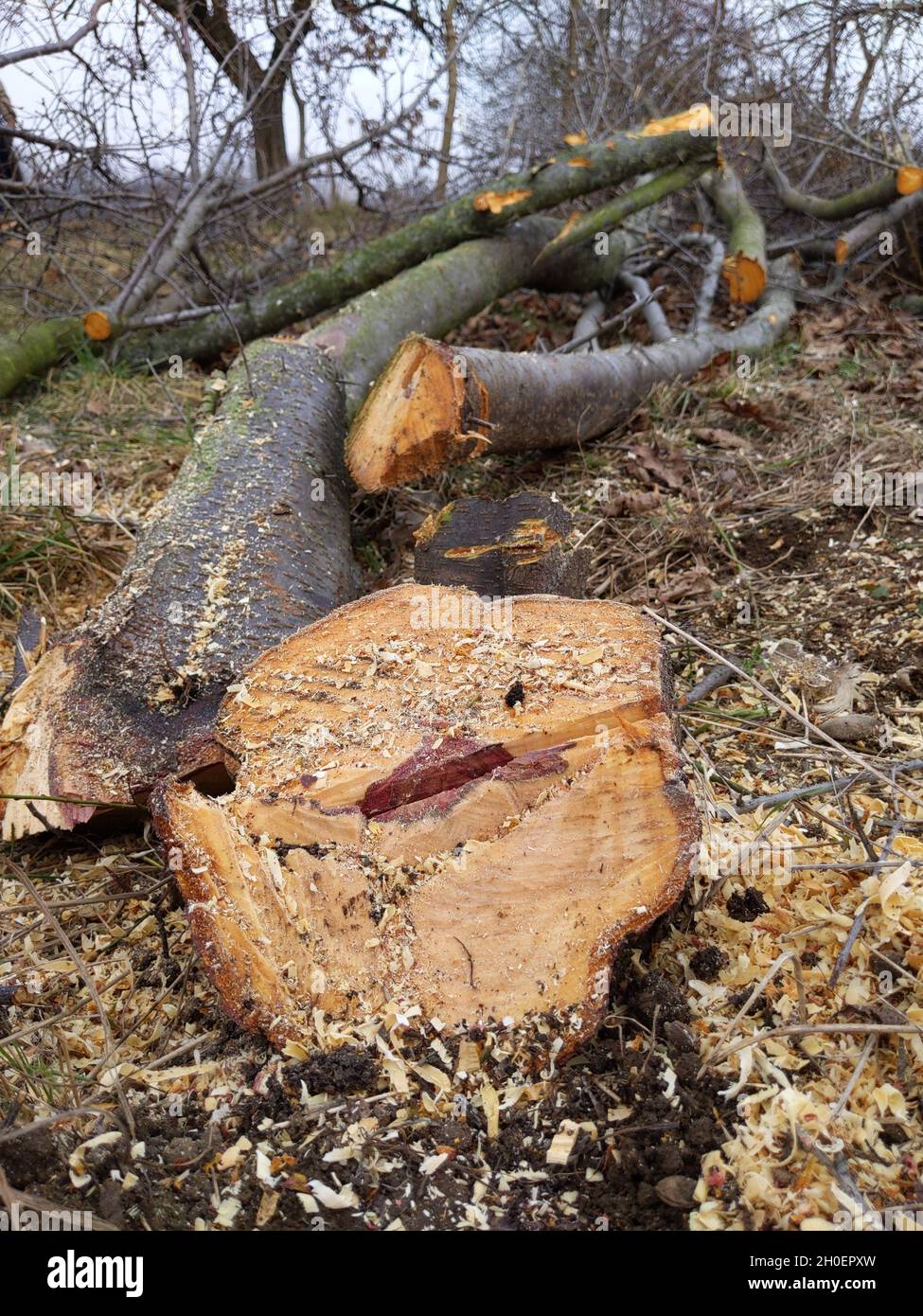 View of chopped tree trunk in a forest - deforestation concept Stock ...