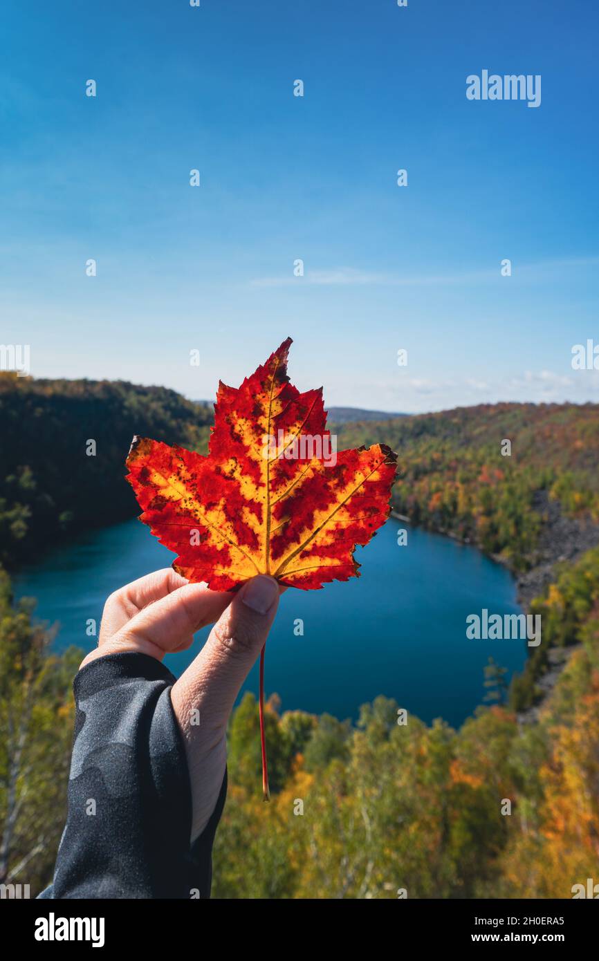 Hand holds out a red maple leaf at Bean and Bear Lake Loop hike along ...