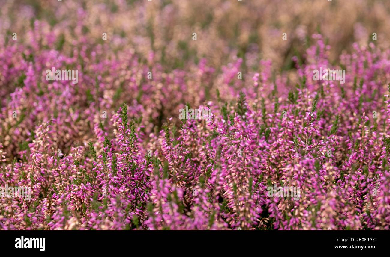 Pink calluna vulgaris low growing heather flowers, photographed in the ...