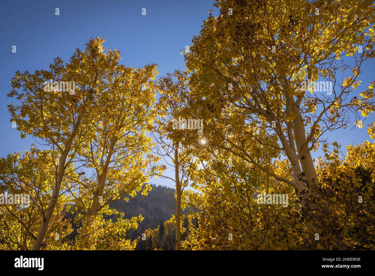 Tree fork with autumn leaves hi-res stock photography and images - Alamy
