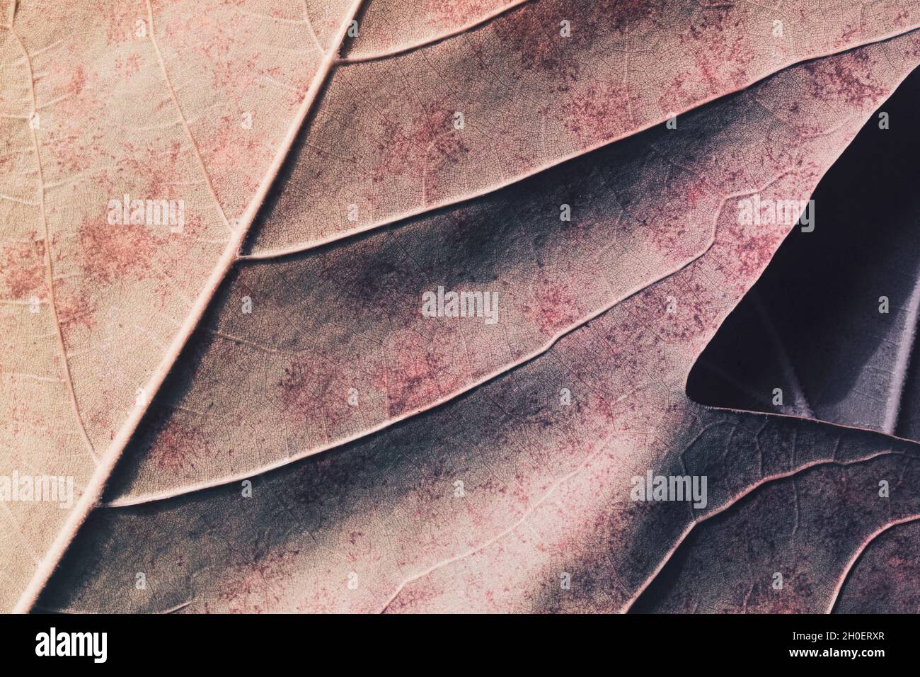 Texture background of plane tree leaf, macro Stock Photo - Alamy