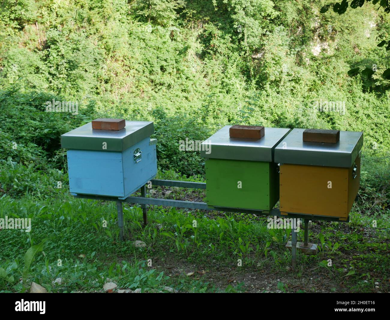 Hives in an apiary surrounded by green grass Stock Photo - Alamy