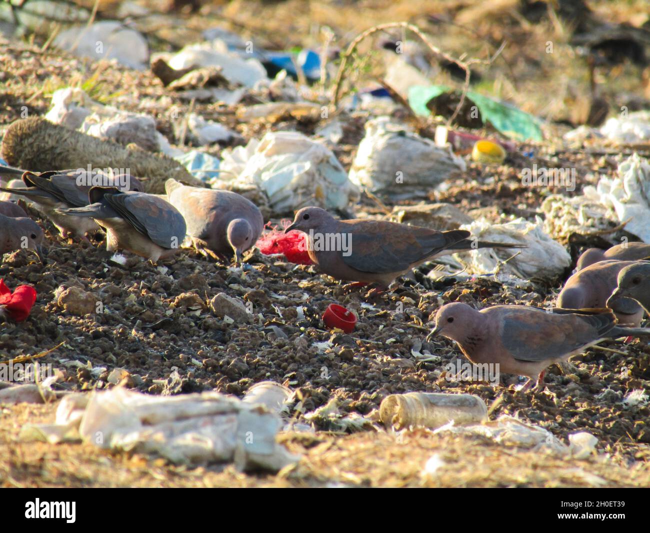Pigeons in waste hi-res stock photography and images - Alamy