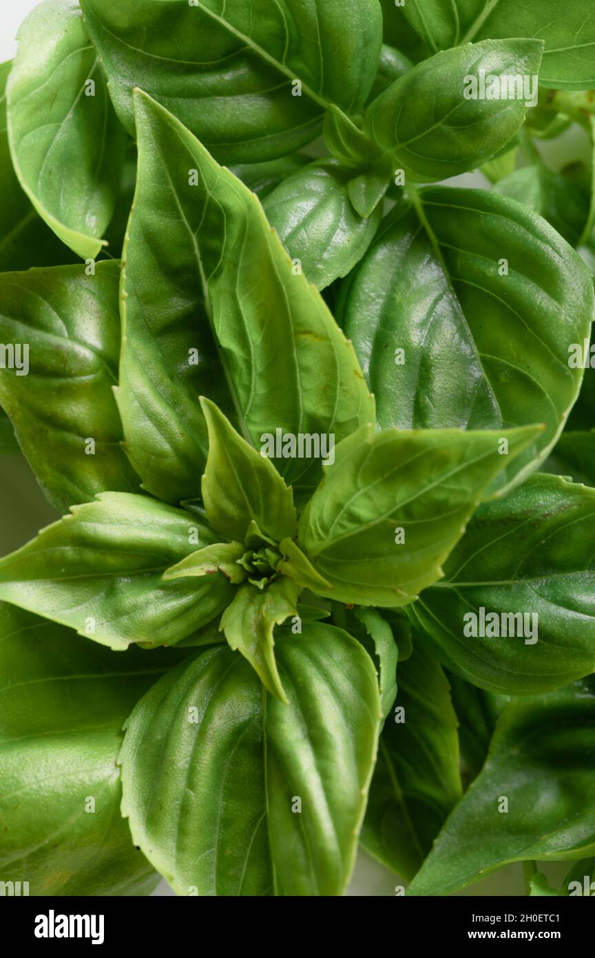 Bunch of sweet basil hi-res stock photography and images - Alamy