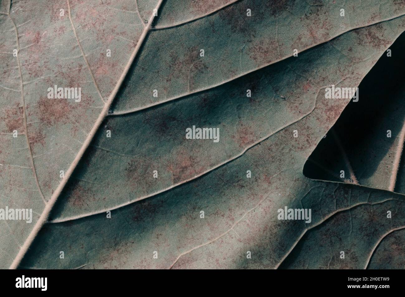 Texture background of plane tree leaf, macro Stock Photo - Alamy